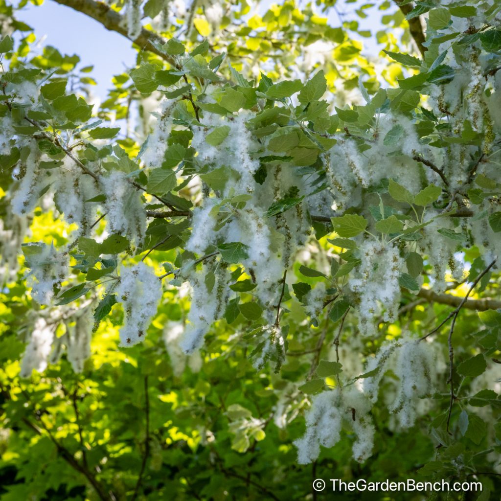 Populus alba Tree - Alternative Name White Poplar - The Garden Bench
